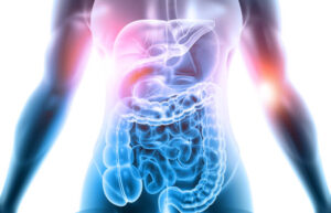 Organi u stomaku - Unutrašnji organi - Kvantna medicina